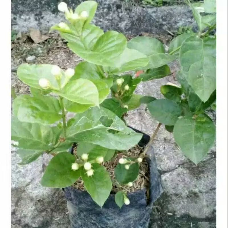 Jual Tanaman melati putih bunga tumpuk+Melati jasmin bunga wangi putih ...