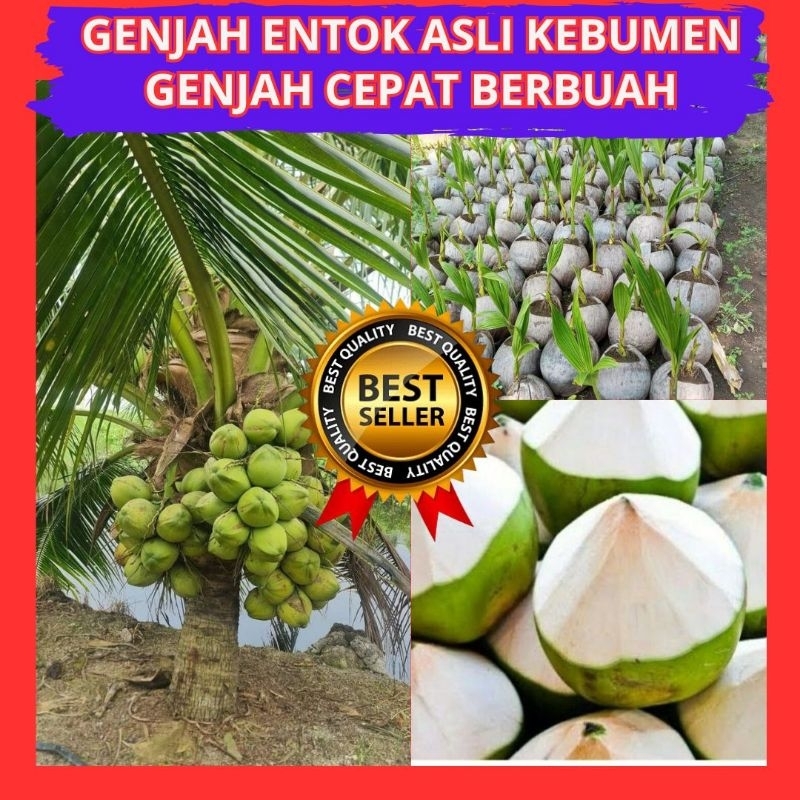 Jual JAMIN ASLI!..Bibit Kelapa Genjah Entok, Bibit Kelapa Super ...