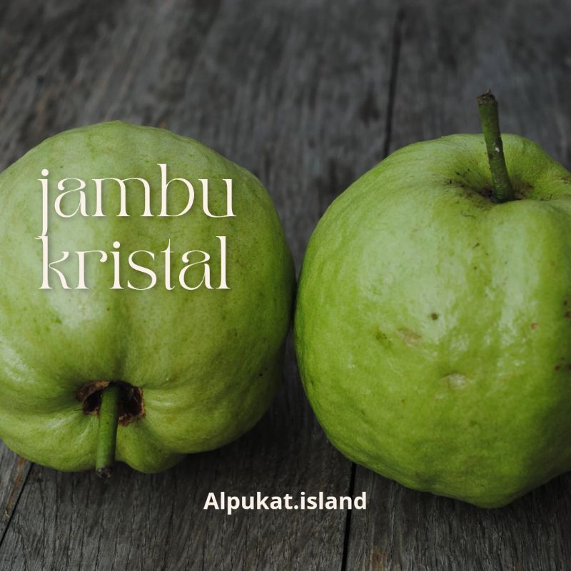 Jual jambu kristal 1kg | Shopee Indonesia
