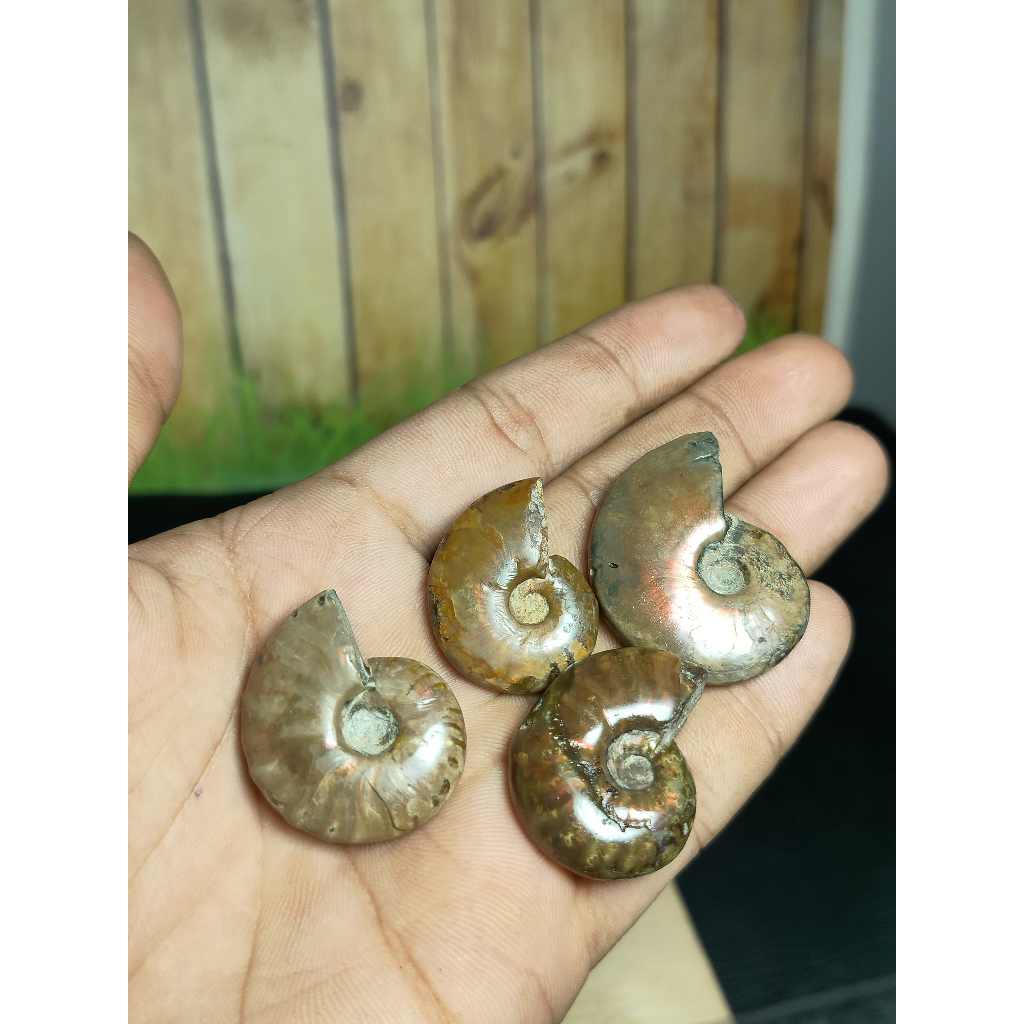 Jual Batu Natural Fossil Keong Rainbow Top Grade Paket (16) | Shopee ...