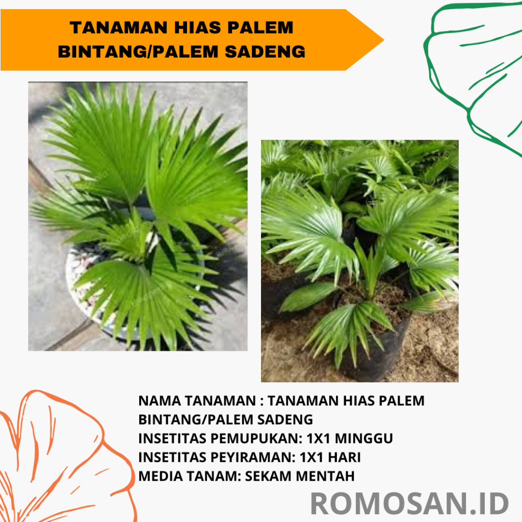 Jual Tanaman Hias Pohon Palem Bintang / Palem Sadeng / Tanaman Hias ...