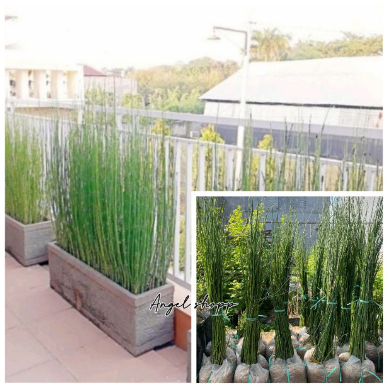 Jual Tanaman Bambu Air Asli SUPER RIMBUN Tinggi 1Meter Asli | Shopee ...