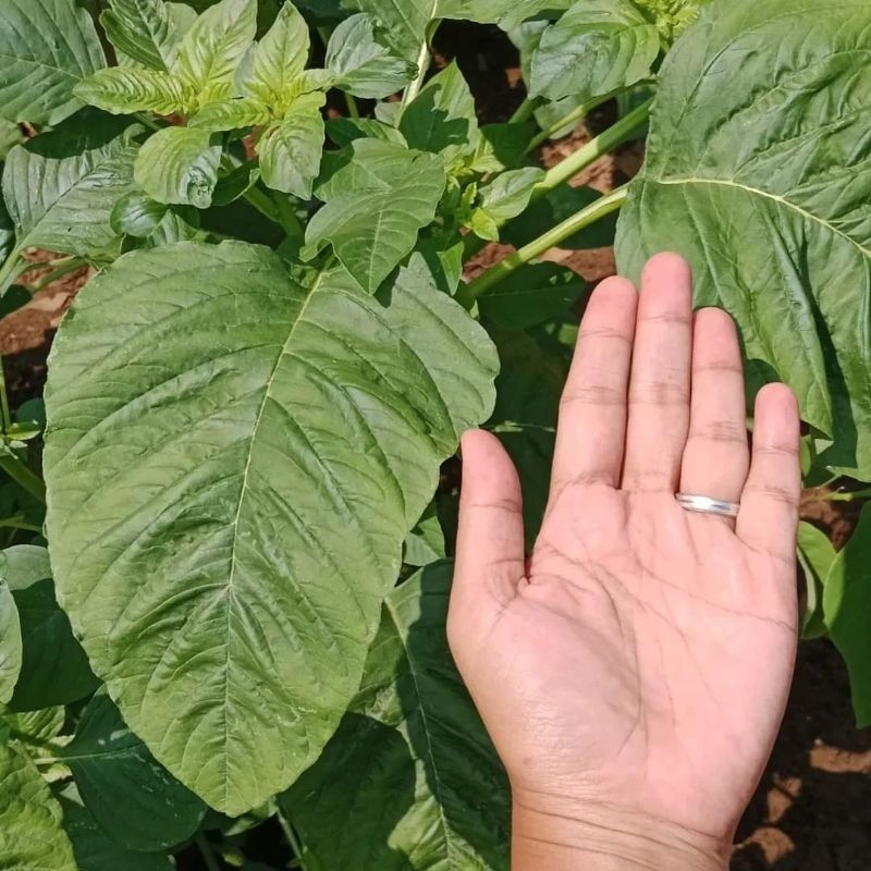 Jual BIBIT BAYAM DAUN LEBAR ☘️ 1000 BENIH ☘️ PRODUK NATURAL ORGANIK ...