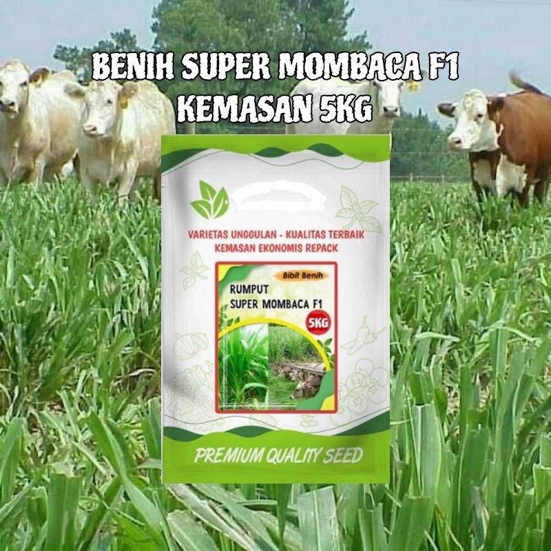 Jual 5KG Benih Rumput Super Mombaca F1 Rumput Hidup Premium Benih ...