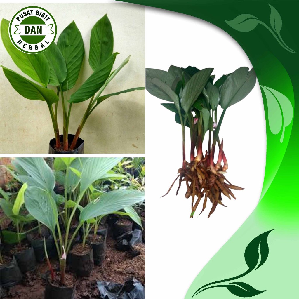 Jual Bibit Temu Kunci Super tanaman herbal sudah tumbuh besar per pohon ...