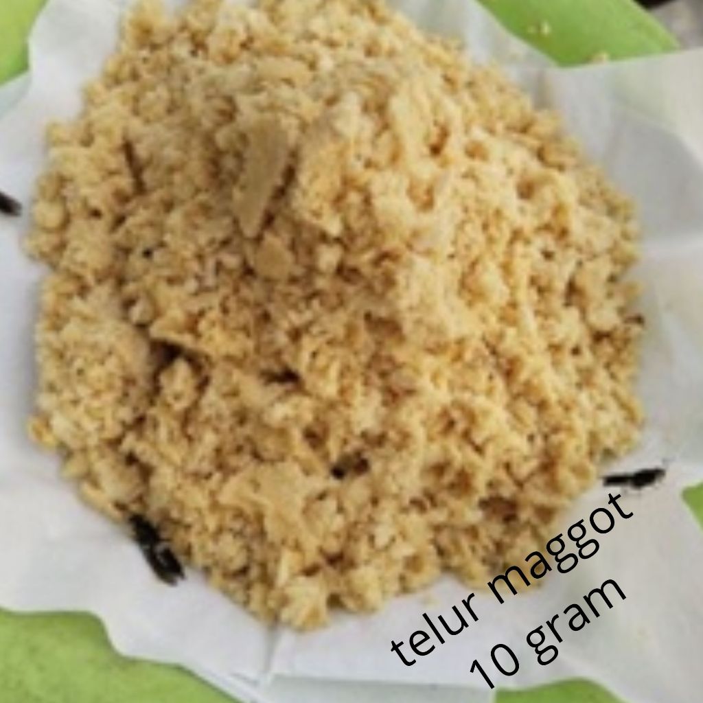 Jual Telur maggot bsf 10 grm bibit magot super berkualitas anti gumpal ...