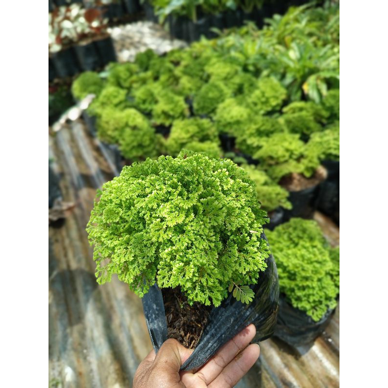 Jual tanaman hias lumut ambon, selaginella apoda rimbun | Shopee Indonesia