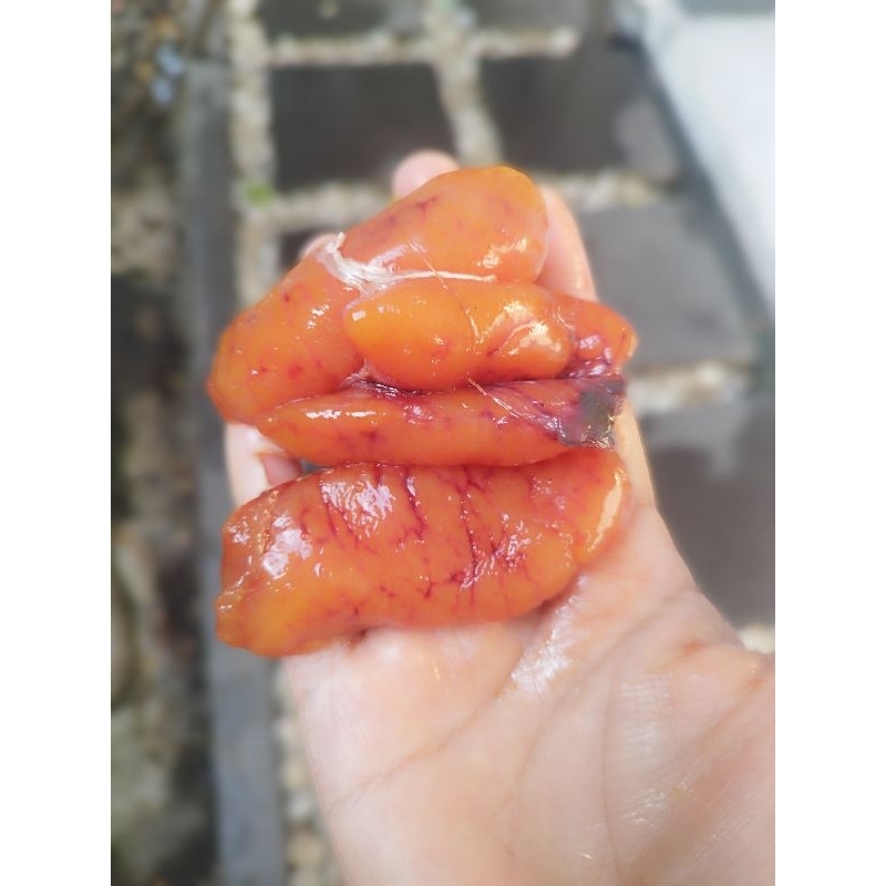 Jual telur patin | Shopee Indonesia