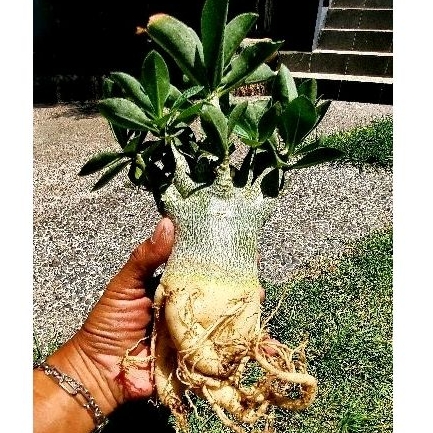 Jual Adenium karakter arabicum thaisoco godji mkmk nomsod, dll | Shopee ...