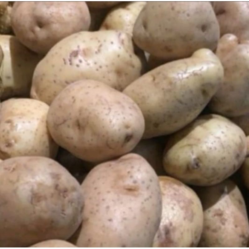 Jual kentang Dieng 1kg | Shopee Indonesia