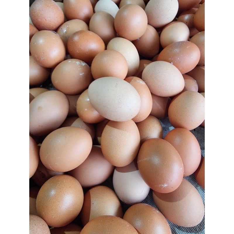 Jual Telur ras sedang 10pcs | Shopee Indonesia
