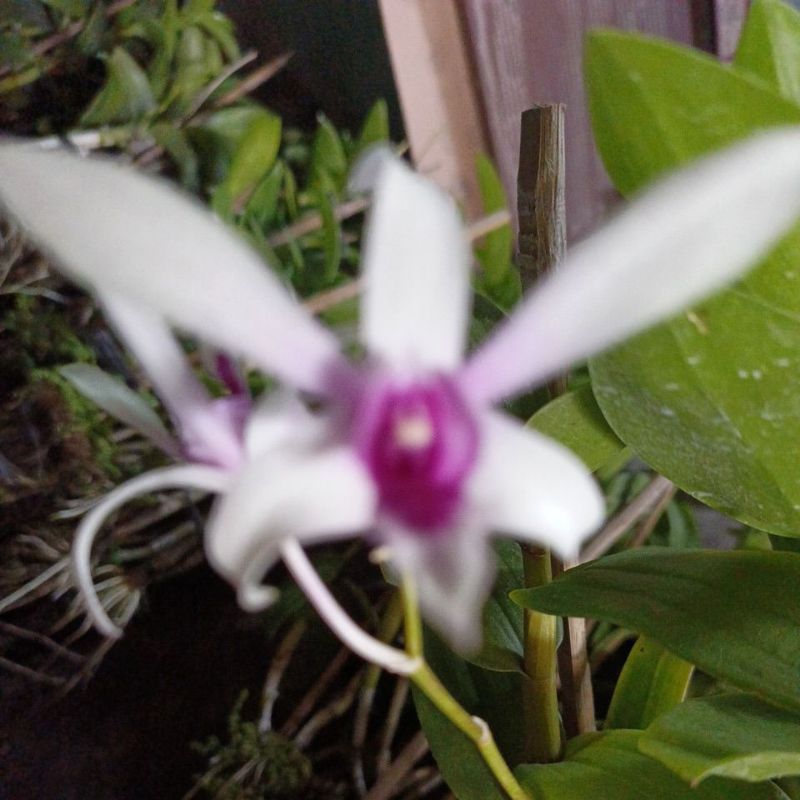 Jual den,Caesar,chip | Shopee Indonesia