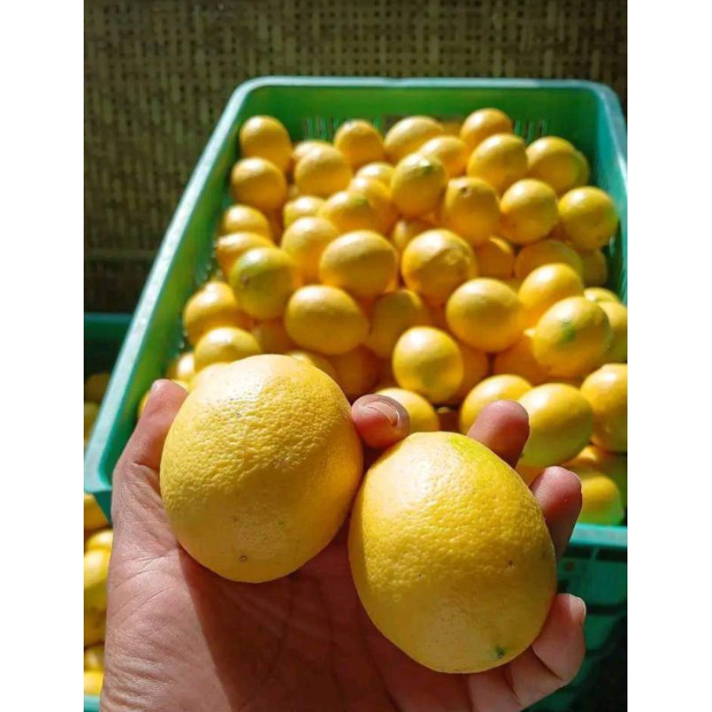 Jual (PROMO LANGSUNG PETANI) LEMON CALIFORNIA 1 KG { ISI 6-11} | Shopee ...