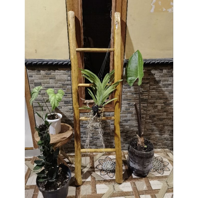 Jual tangga kayu jati ONDO bambu dekorasi tanaman gantung | Shopee ...