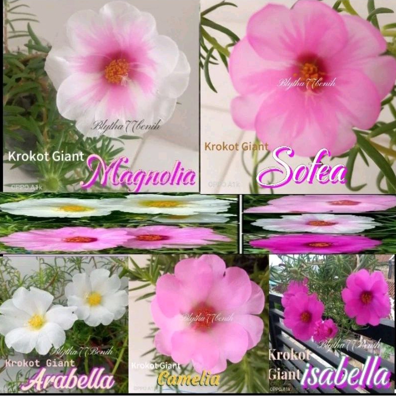 Jual Stek Batang Bunga krokot Giant besar selapis portulaca sutra ...