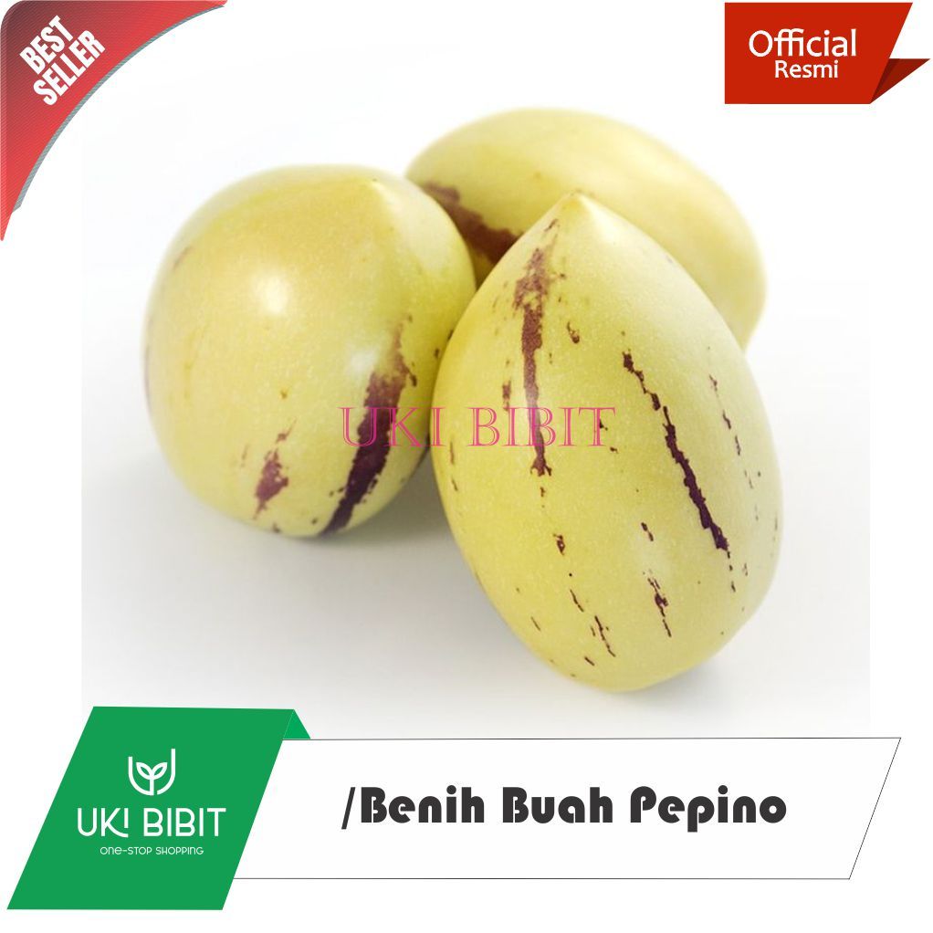 Jual ( 1.000 Butir ) Benih Buah Pepino | Solanum Muricatum | Shopee ...