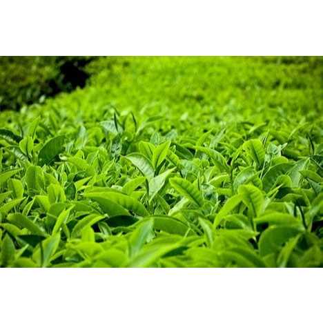 Jual Daun Teh Segar Alami | Shopee Indonesia