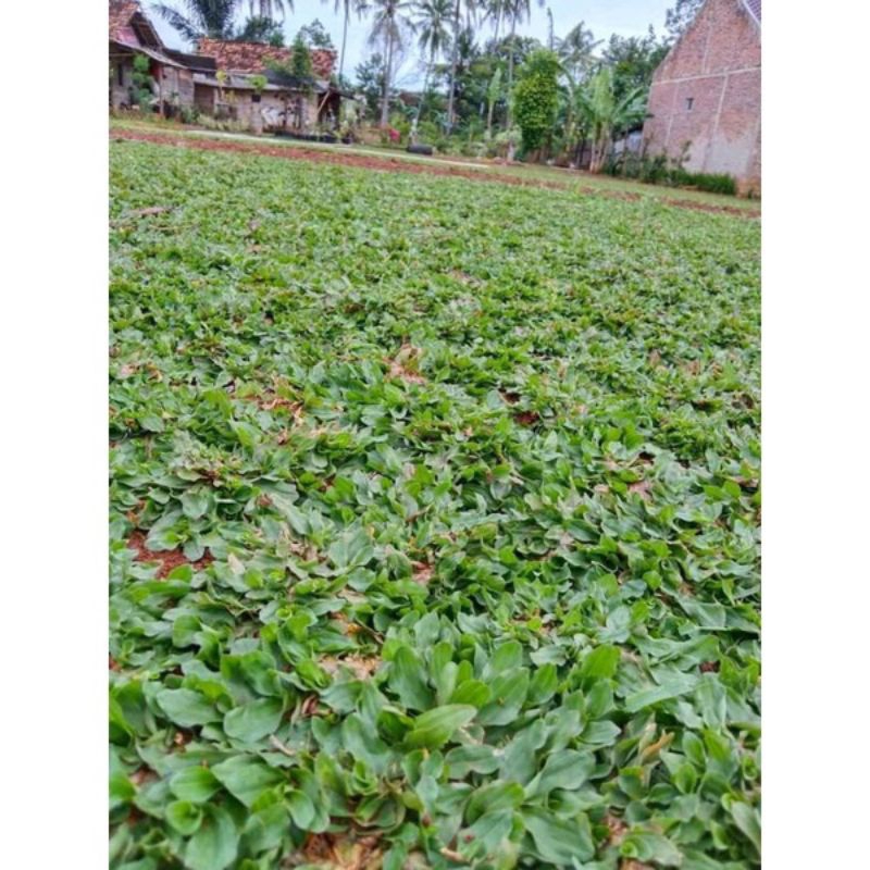 Jual rumput mutiara/gajah mini uk 50cmx100cm | Shopee Indonesia