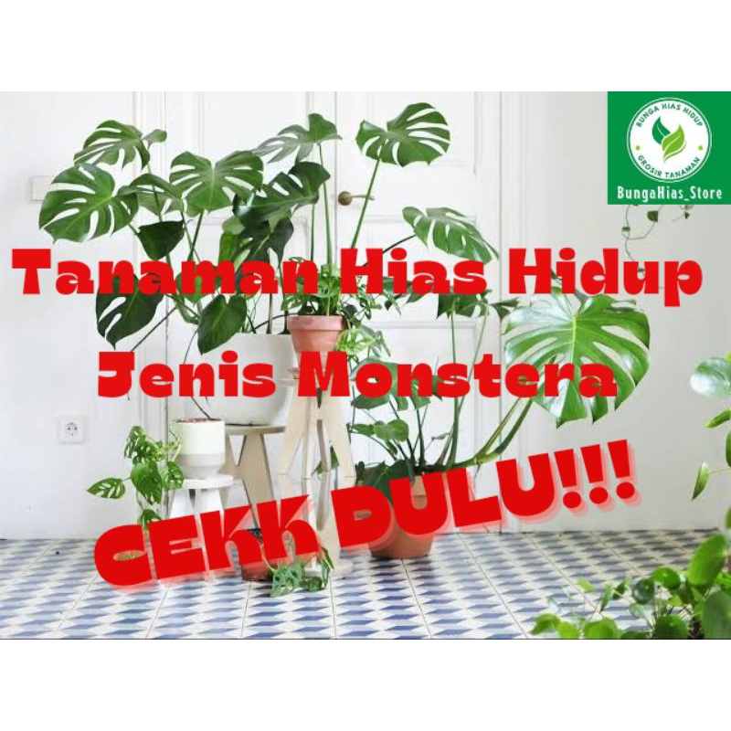Jual (BISA COD) PROMO! Tanaman Hias JENIS MONSTERA Tanaman Indoor ...