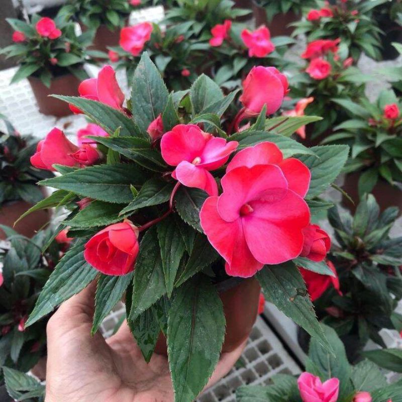 Jual Tanaman Bunga Amelia Sudah Berbunga dan Daun Rimbun | Shopee Indonesia