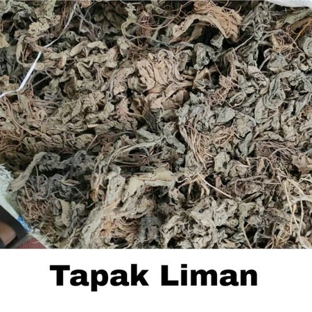 Jual Daun Tapak Liman Kering 100gr | Shopee Indonesia