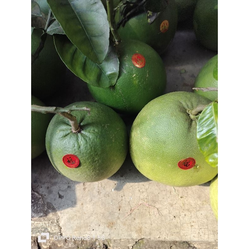 Jual jeruk Bali 1 buah size besar | Shopee Indonesia