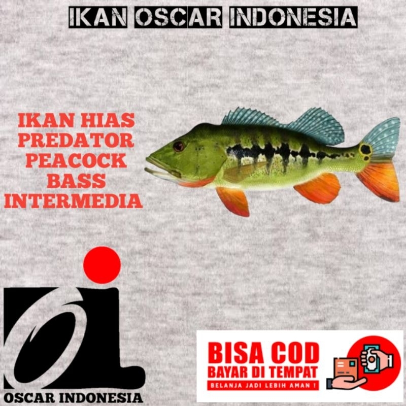 Jual pbass mono, kelbery, pinima, orinoco, intermedia, brocopondo ...