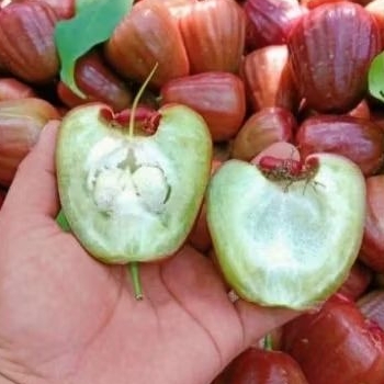 Jual Jambu Dalhari Jambu Citra manis 1kg | Shopee Indonesia