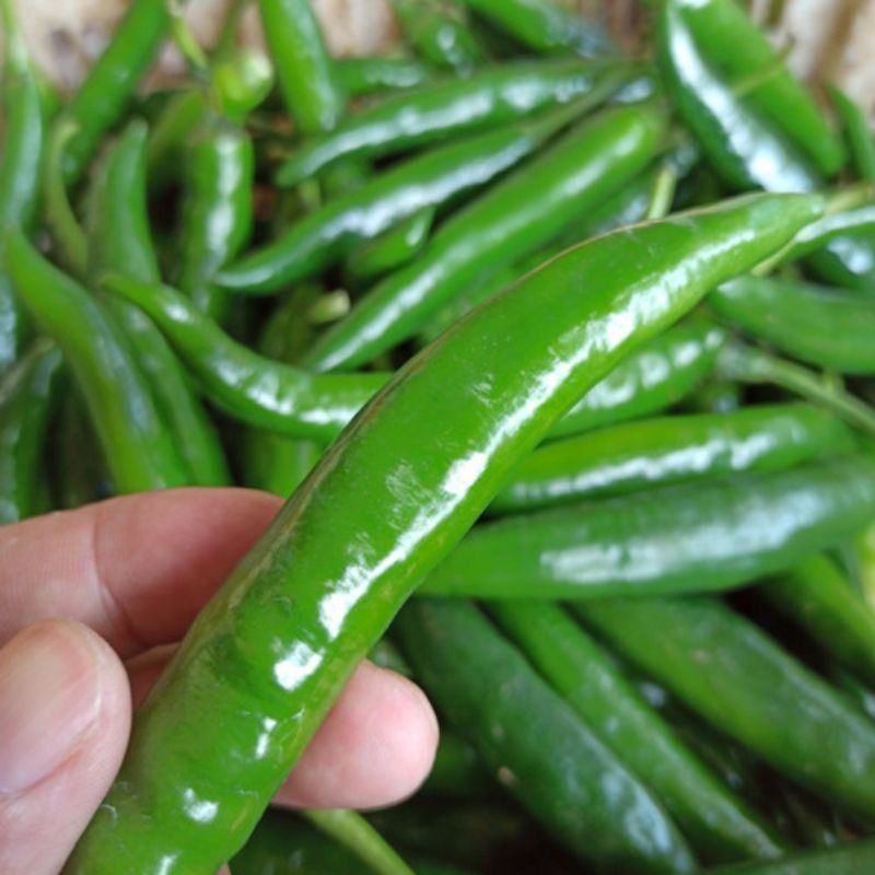 Jual Cabe Hijau Besar Bandung | Shopee Indonesia