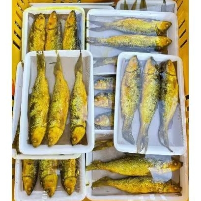 Jual bandeng presto kuning frozen matang tinggal goreng | Shopee Indonesia