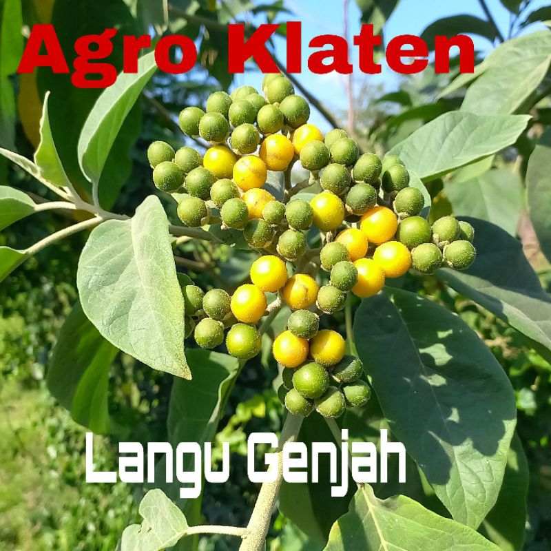 Jual Bibit Biji Pohon Langu Solonum Marutianum Genjah Sambung Terong Tomat Cabai | Shopee Indonesia