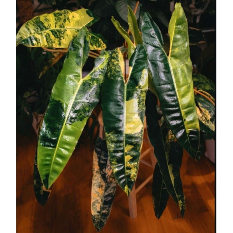 Jual Tanaman Hias Philodendron Yellow Burlemax / Philo burlemax ...