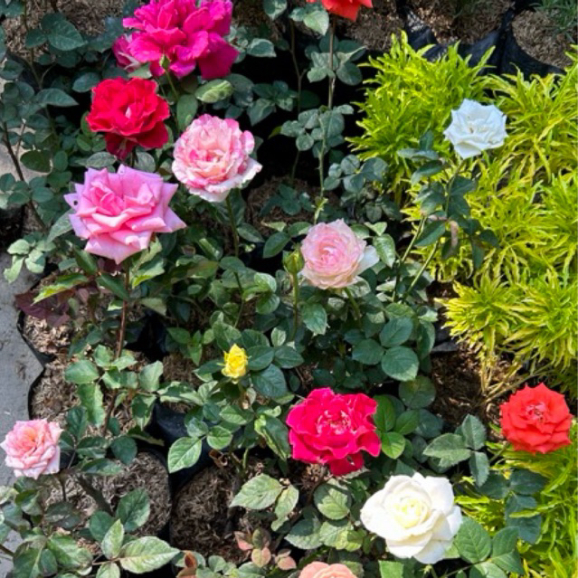 Jual BUNGA MAWAR / TANAMAN MAWAR / BUNGA MAWAR SEGAR REAL PICT | Shopee ...