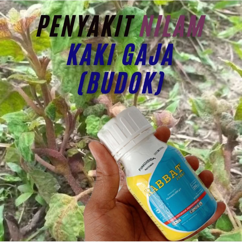 Jual FUNGISIDA KAKI GAJA ( BUDOK ) TANAMAN NILAM FUNGISIDA RABBAT 250SC ...