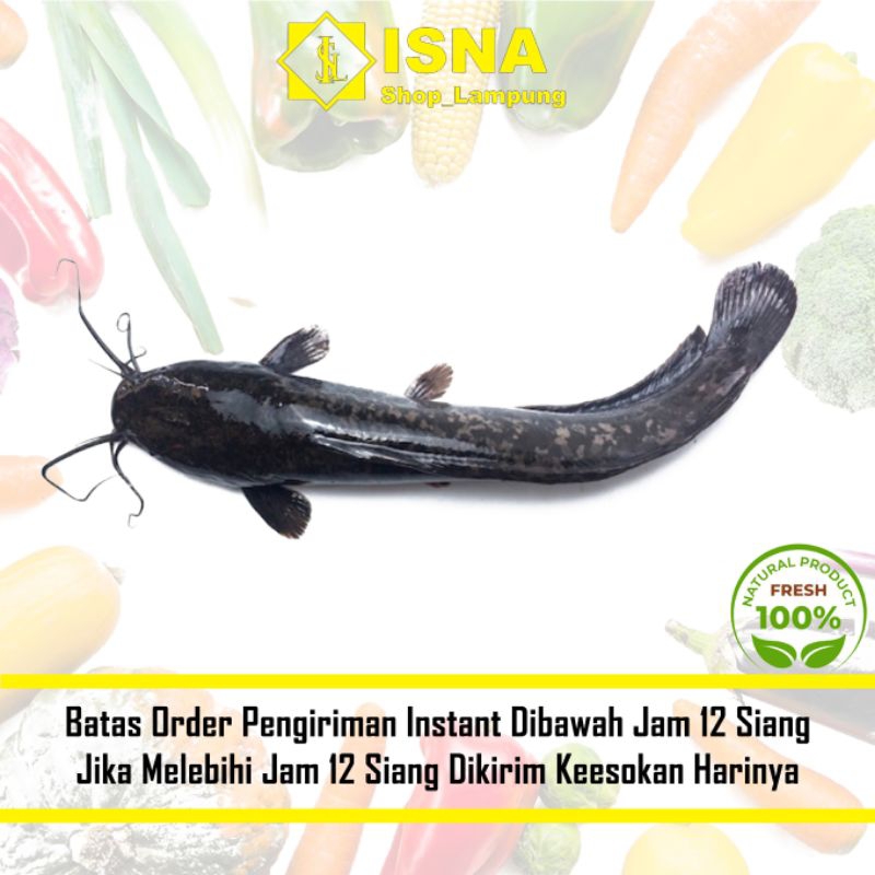 Jual Ikan Lele Segar 1 Kg - Sayur Fresh | Shopee Indonesia