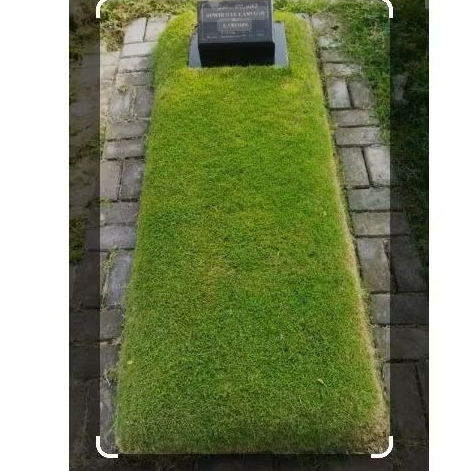 Jual Petani Millenial- Paket Rumput Jepang Untuk 1 Makam Tampa Nisan ...