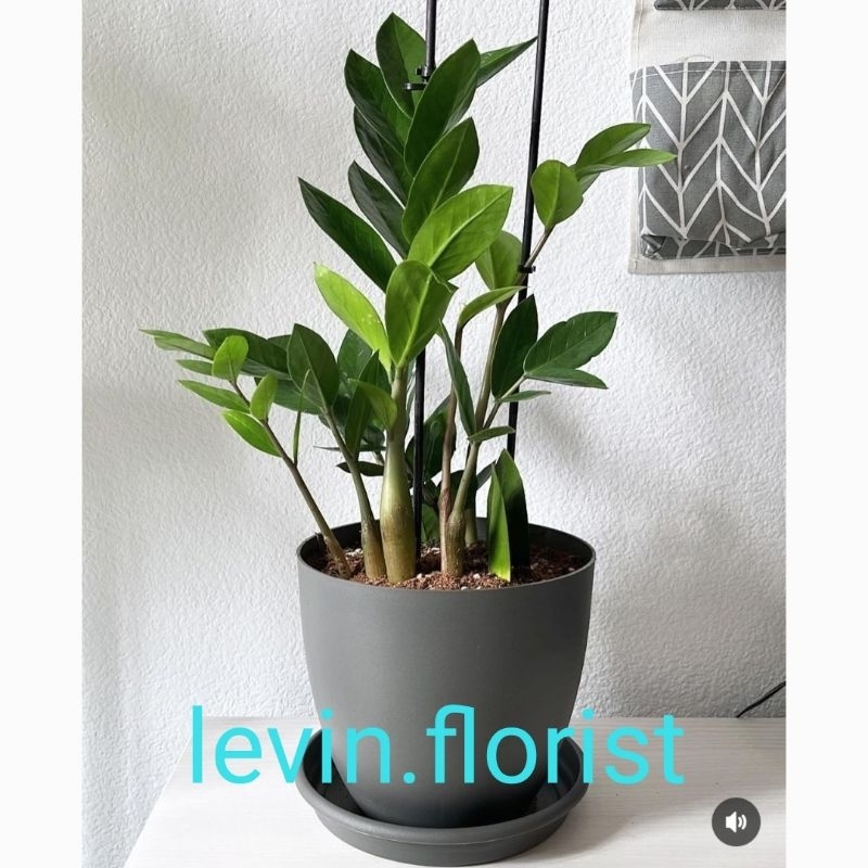 Jual Zamioculcas zamiifolia / samia kulkas / bibit tanaman hias bunga ...