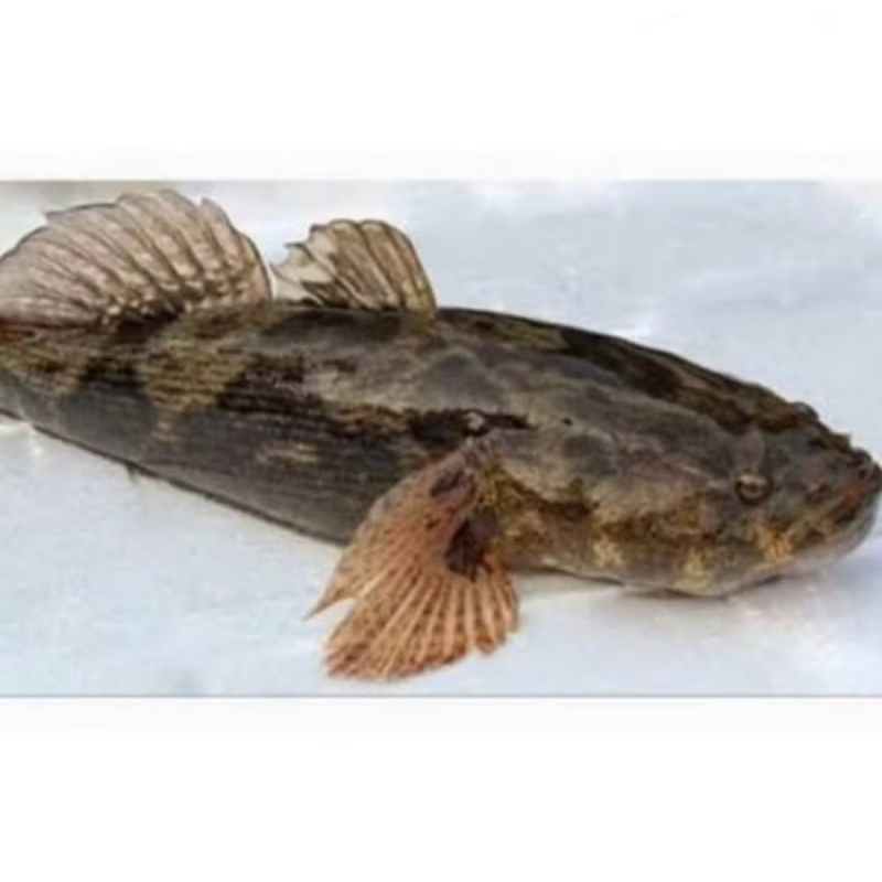 Jual ikan gabus malas (broso berutu) | Shopee Indonesia