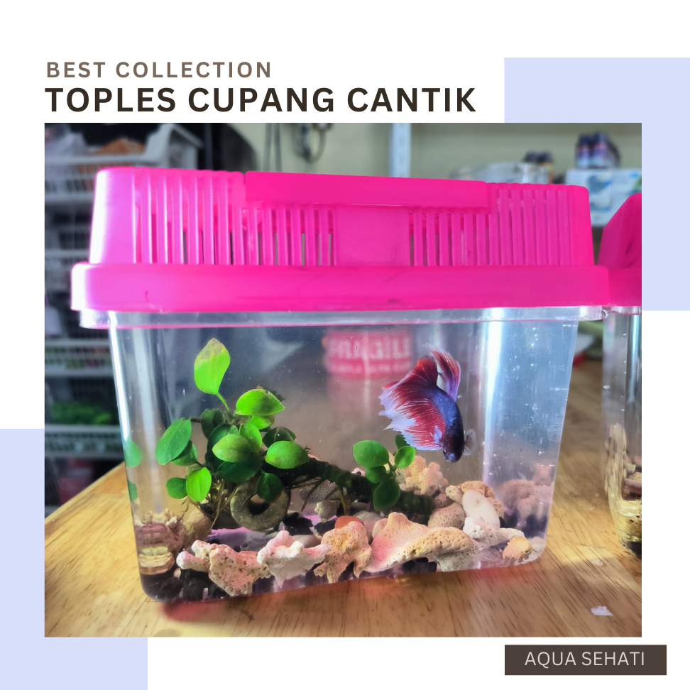 Jual [SIZE B/C/D] Kandang Reptile / Tank Kura Kura / Kandang Hamster ...