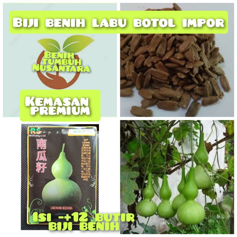 Jual kemasan premium 12 butir biji benih labu botol impor | Shopee ...