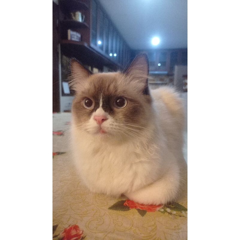 Jual Kucing Ragdoll Jantan | Shopee Indonesia