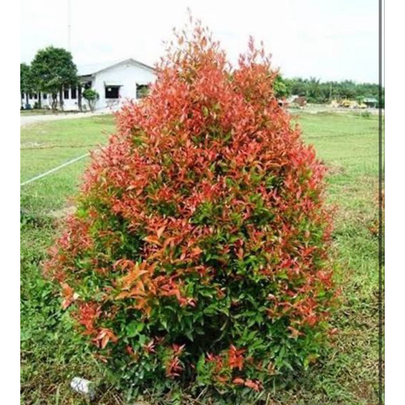 Jual Tanaman Pucuk Merah atau Syzygium oleana | Shopee Indonesia