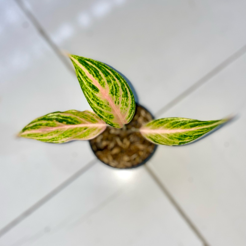 Jual Aglaonema pink slik | Shopee Indonesia