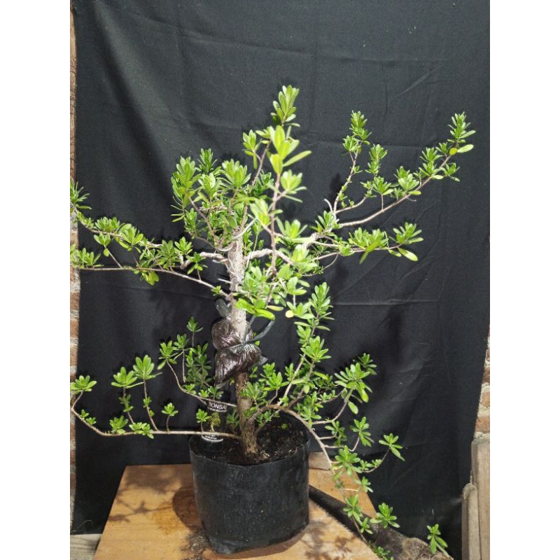 Jual INDUKAN SANTIGI/BAHAN BONSAI SANTIGI/SETIGI | Shopee Indonesia