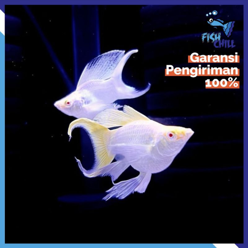 Jual Hiasan Aquarium • MOLLY BALON PLATINUM CAWANG • Aquascape Soliter ...