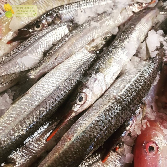 Jual Ikan Julung Julung Segar Ikan Kacang Kacang 1Kg | Shopee Indonesia