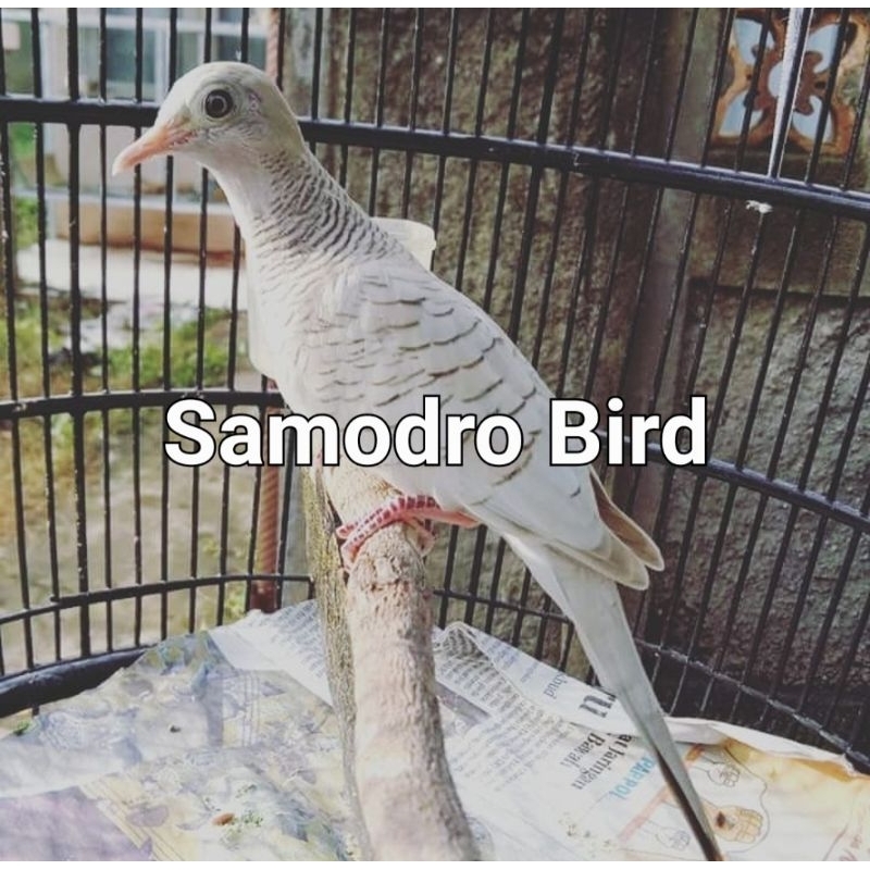 Jual burung perkutut putih lurik usia dewasa | Shopee Indonesia