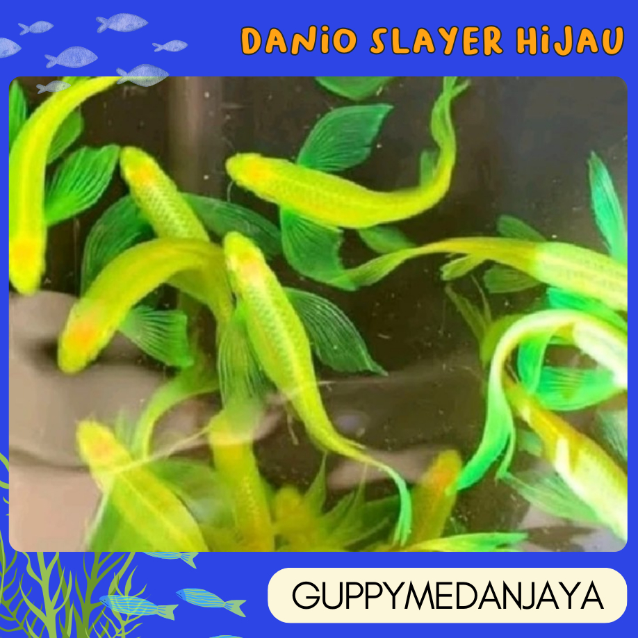 Jual DANIO SLAYER SIZE 3-4 CM BIRU / HIJAU - bukan sticker anak buku ...