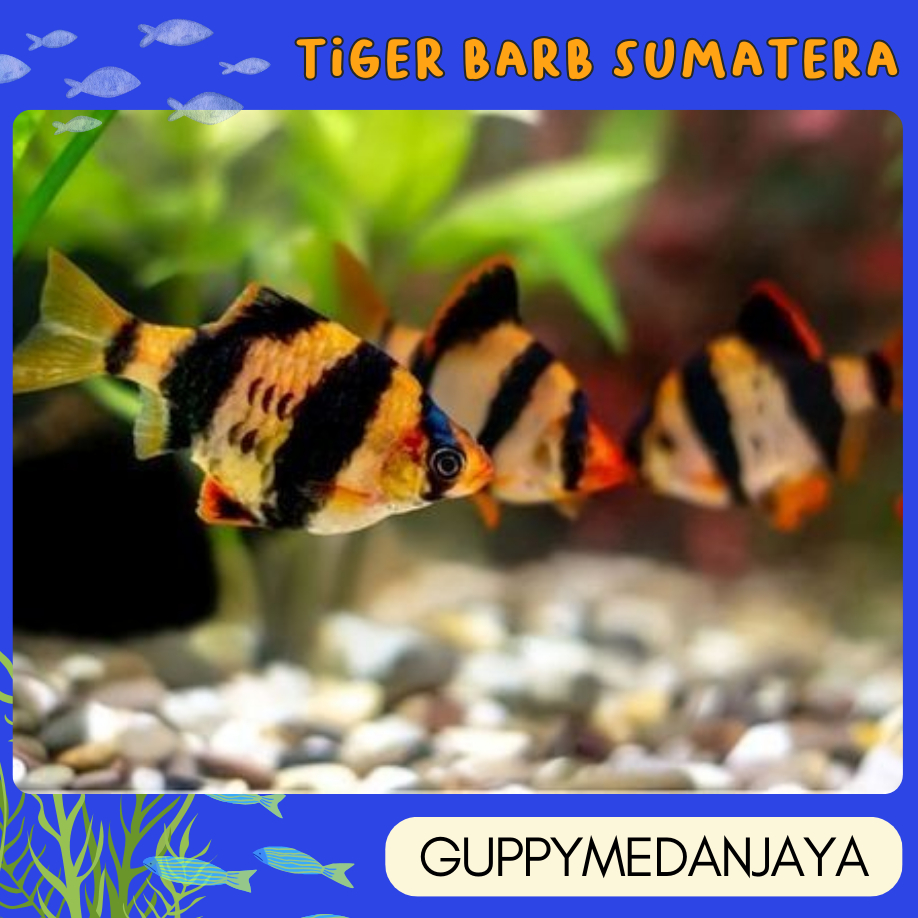 Jual Ikan Sumatra (Tiger Barb)/ iKAN HIAS PEMAKAN KUTU KOI TANKMATE KOI ...