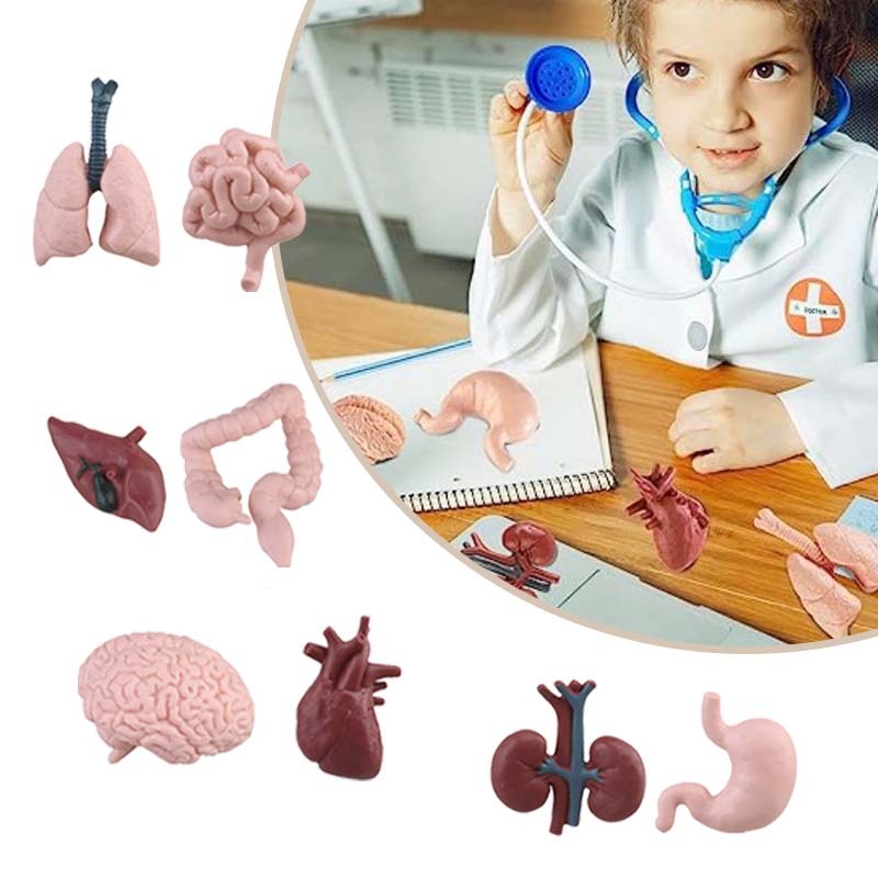 Jual 8pcs Human Organ Model Organ Tubuh Manusia Alat Peraga Tubuh ...